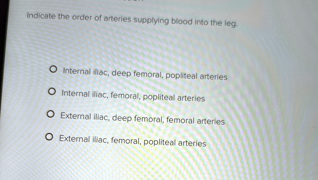 indicate the order of arteries supplying blood into the leg internal ...