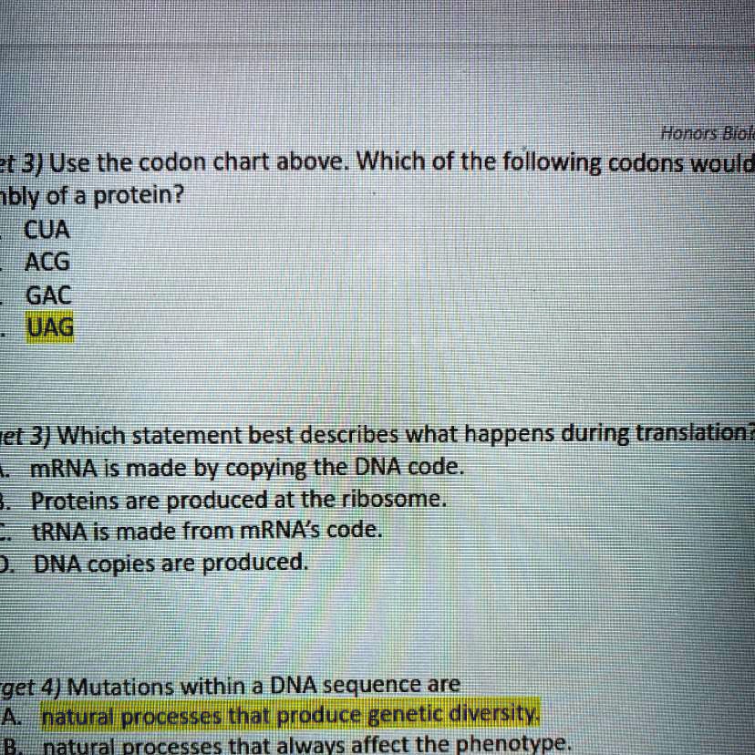 which statement best describes what happens during translation hanaribd ibuse the codon chart ...