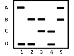 SOLVED: Results from a single locus probe DNA fingerprint analysis for ...