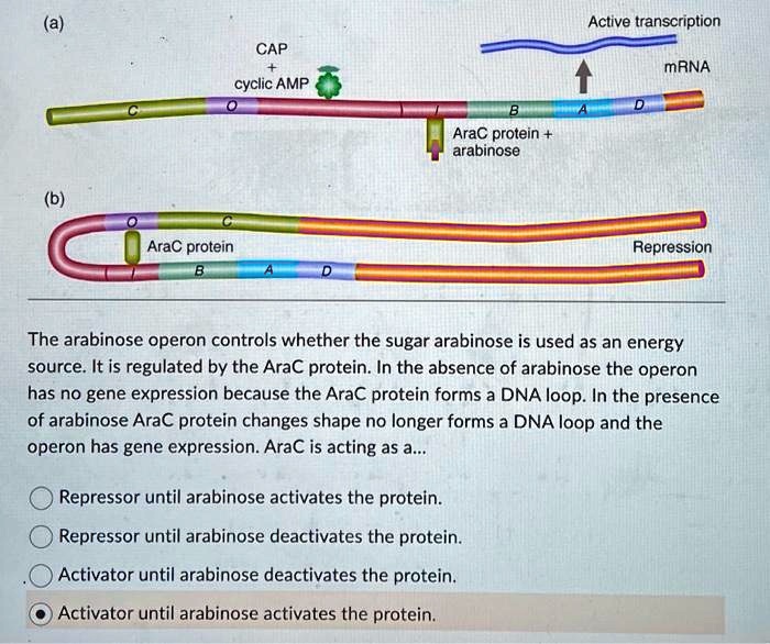 (a) CAP + cyclic AMP (b) AraC protein Active transcription mRNA AraC ...