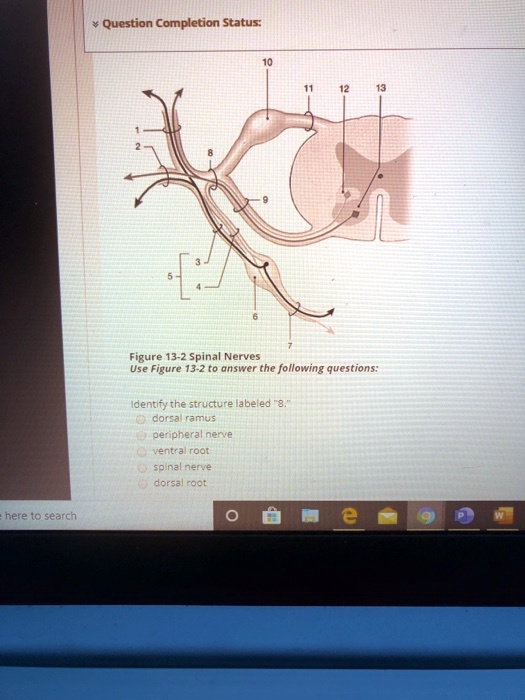 question completion status figure13 2spinal nerves use figure 13 2 to ... question completion status figure13 2spinal nerves use figure 13 2 to ...
