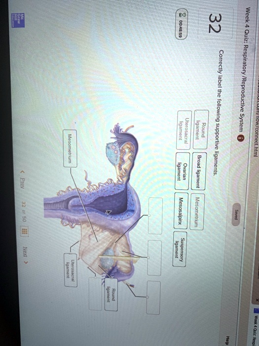 SOLVED: 0.48.5 Week 4 Quiz - Respiratory/Reproductive System Correctly ... SOLVED: 0.48.5 Week 4 Quiz - Respiratory/Reproductive System Correctly ...