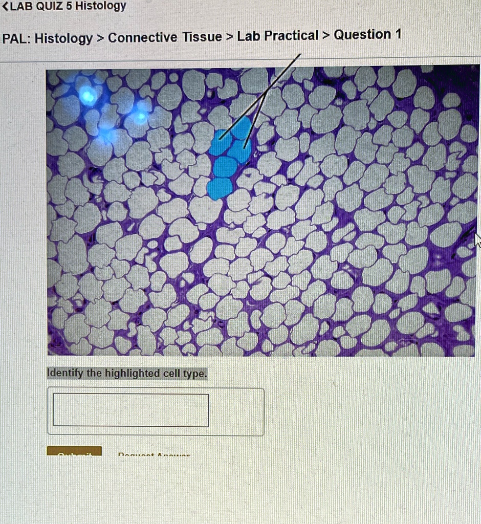 SOLVED: ' Lab Practical > Question Identify the highlighted cell type'