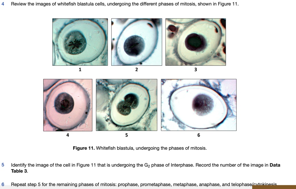 4 Review the images of whitefish blastula cells, undergoing...