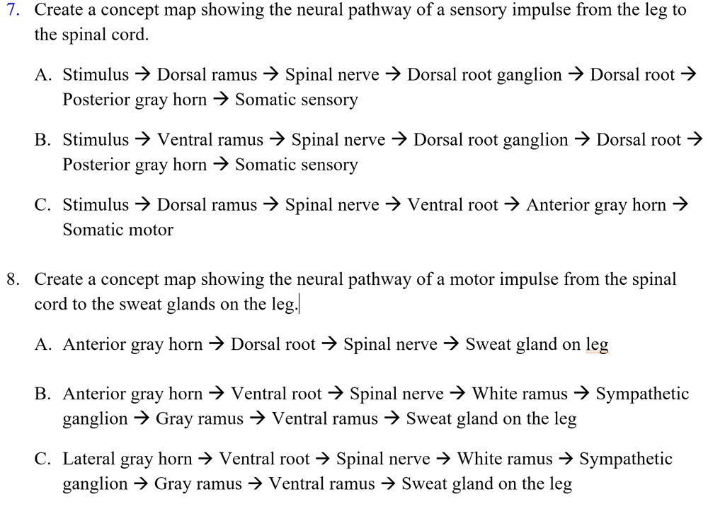 7. Create a concept map showing the neural pathway of a sensory impulse ...