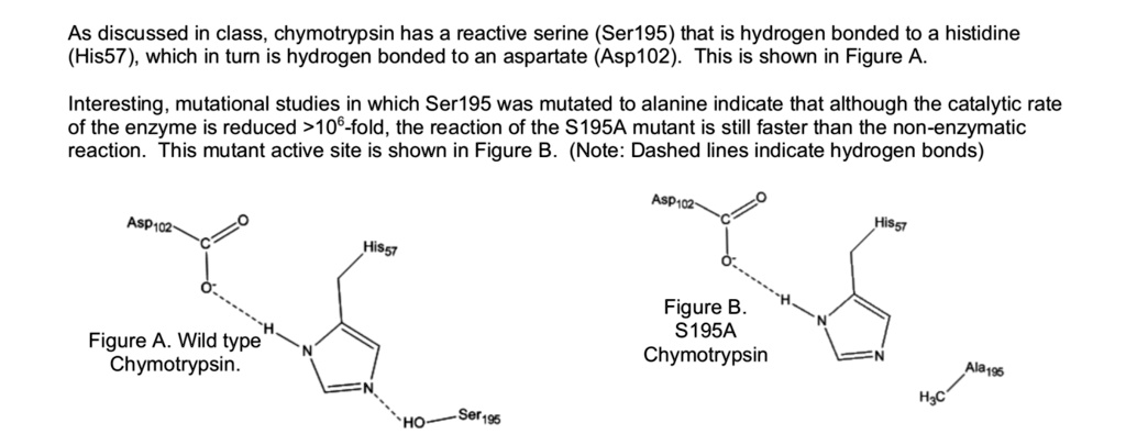 As discussed in class, chymotrypsin has a reactive serine (Ser195) that ...