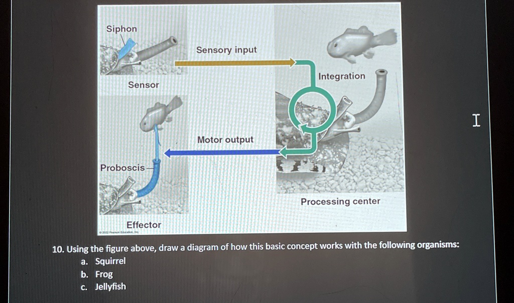 siphon sensory input integration sensor motor output proboscis effector ...