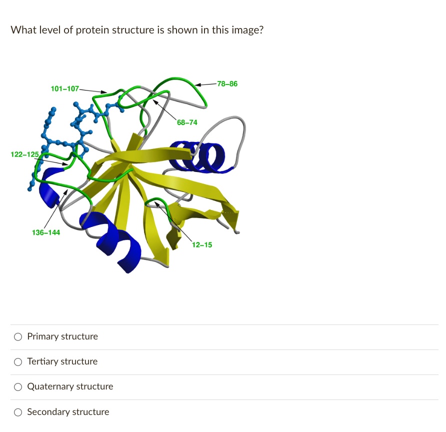 SOLVED: What level of protein structure is shown in this image? What ...