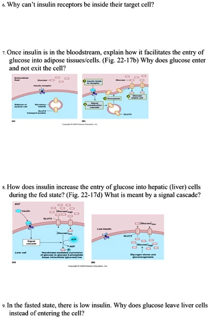 6. Why can't insulin receptors be inside their target cell? 7. Once ...
