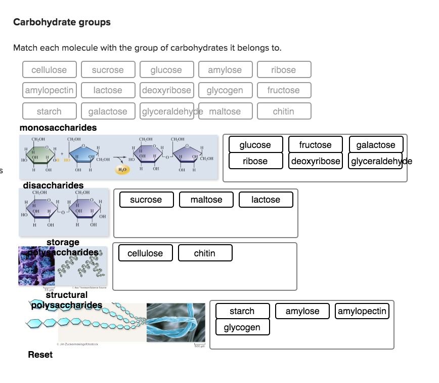 SOLVED: Carbohydrate Groups Match each molecule with the group of ...