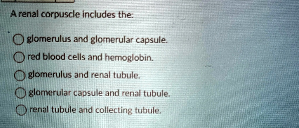 A renal corpuscle includes the: glomerulus and glomerular capsule. red ...