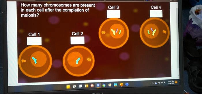 How many chromosomes are present in each cell after the completion of ...