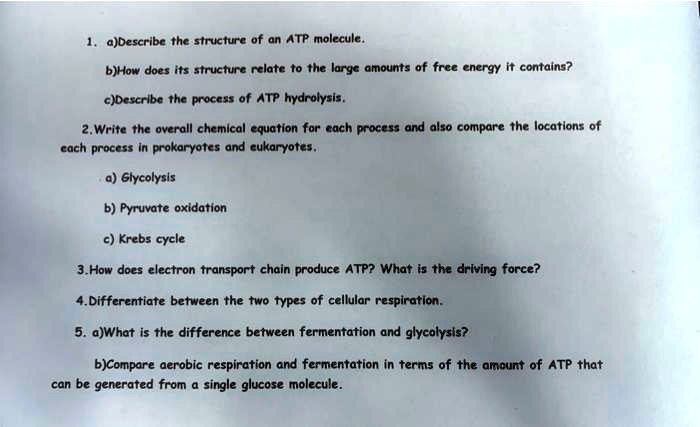 SOLVED: a) Describe the structure of an ATP molecule. b) How does its ...