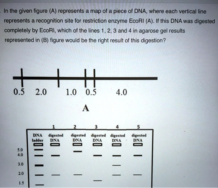 SOLVED: In the given figure (A) represents a map of a piece of DNA ...
