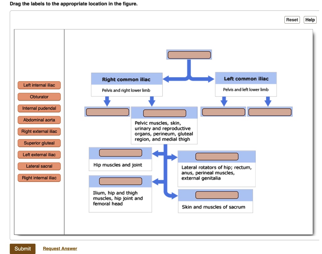 Drag the labels to the appropriate location in the figure. Right common ...