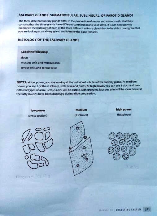 Salivary glands submandibular sublingual or parotid gland...