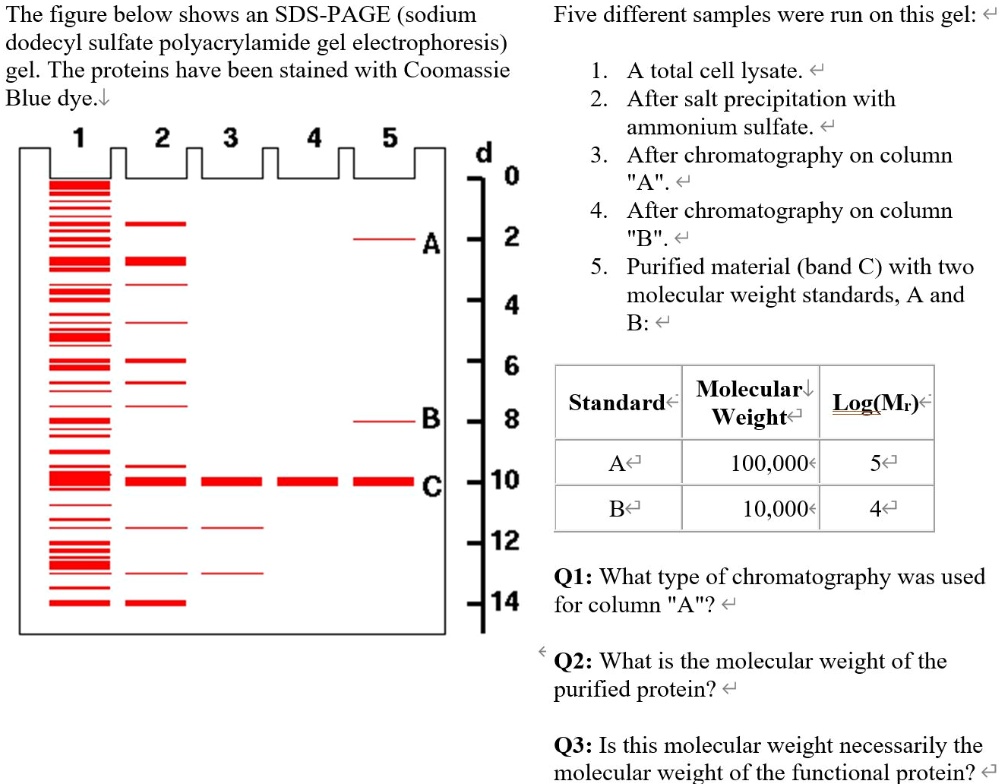 SOLVED: The figure below shows an SDS-PAGE (sodium dodecyl sulfate polyacrylamide gel ...