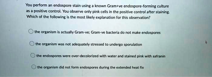 SOLVED: You perform an endospore stain using a known Gram-positive ...