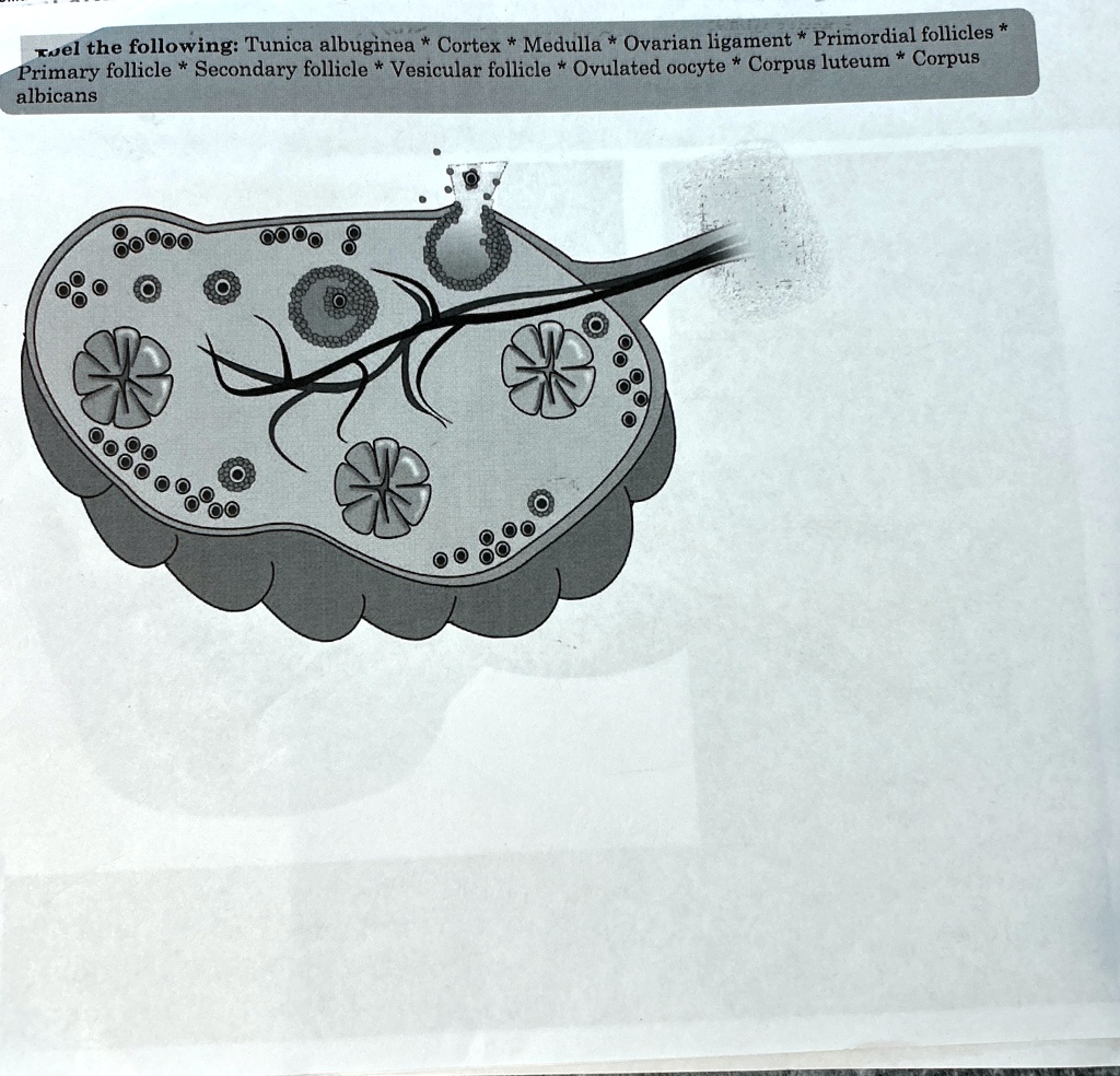 label the following tunica albuginea cortex medulla ovarian ligament ...