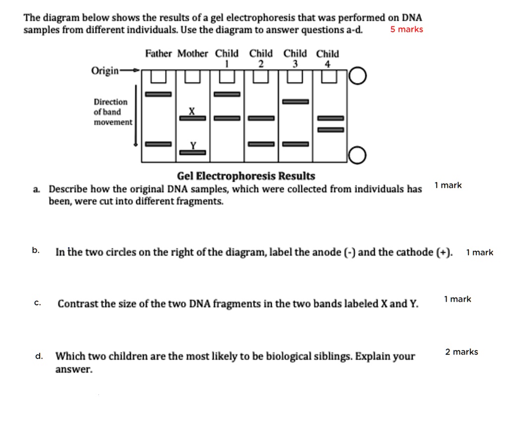 SOLVED: The diagram below shows the results of a gel electrophoresis ...
