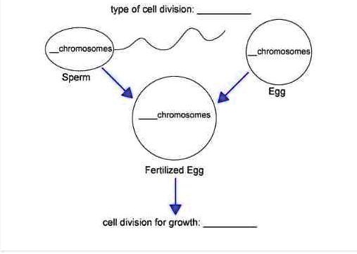 SOLVED: Frogs have 13 pairs of chromosomes. Complete this model by ... SOLVED: Frogs have 13 pairs of chromosomes. Complete this model by ...
