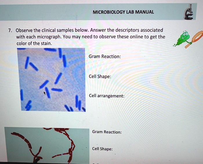 microbiology lab manual observe the clinical samples below answer the ...