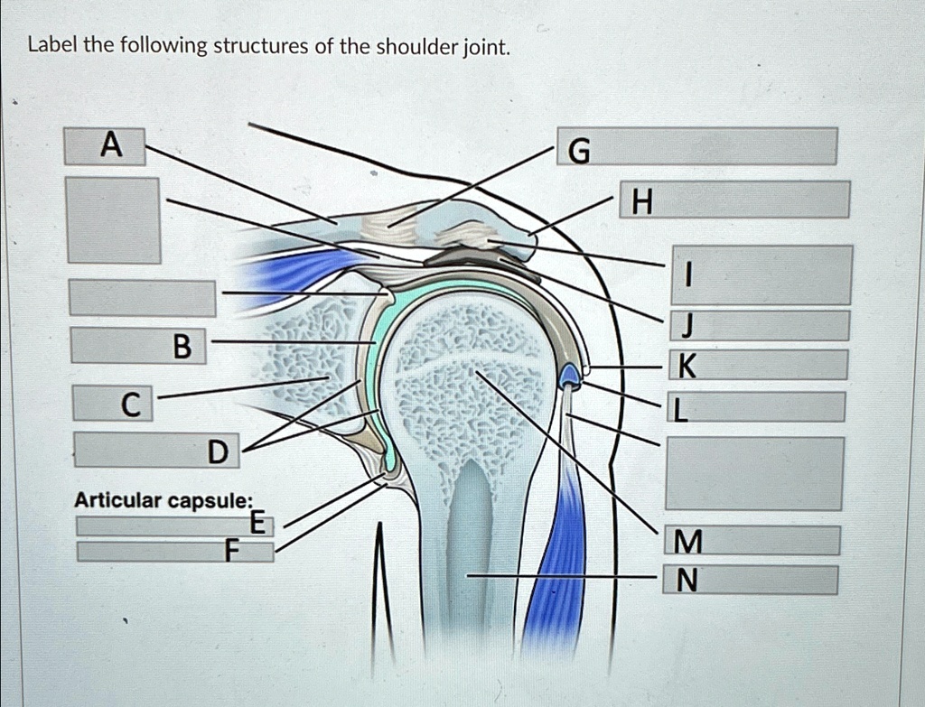 Label the following structures of the shoulder joint. Label the ...