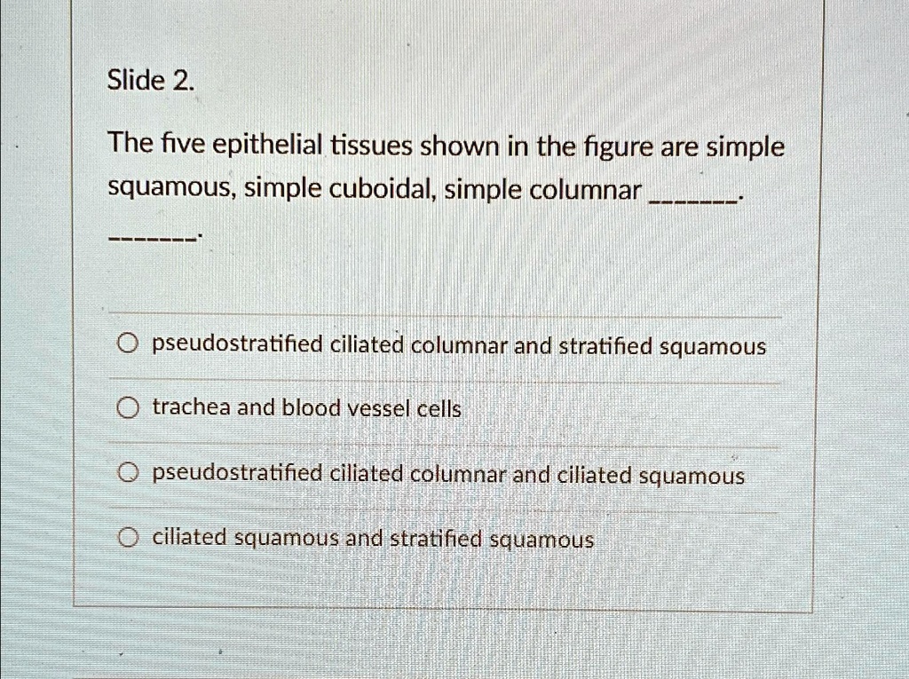 Slide 2: The five epithelial tissues shown in the figure are simple squamous, simple cuboidal ...