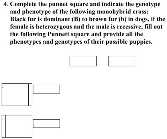 SOLVED: Complete the Punnett square and indicate the genotype and ...