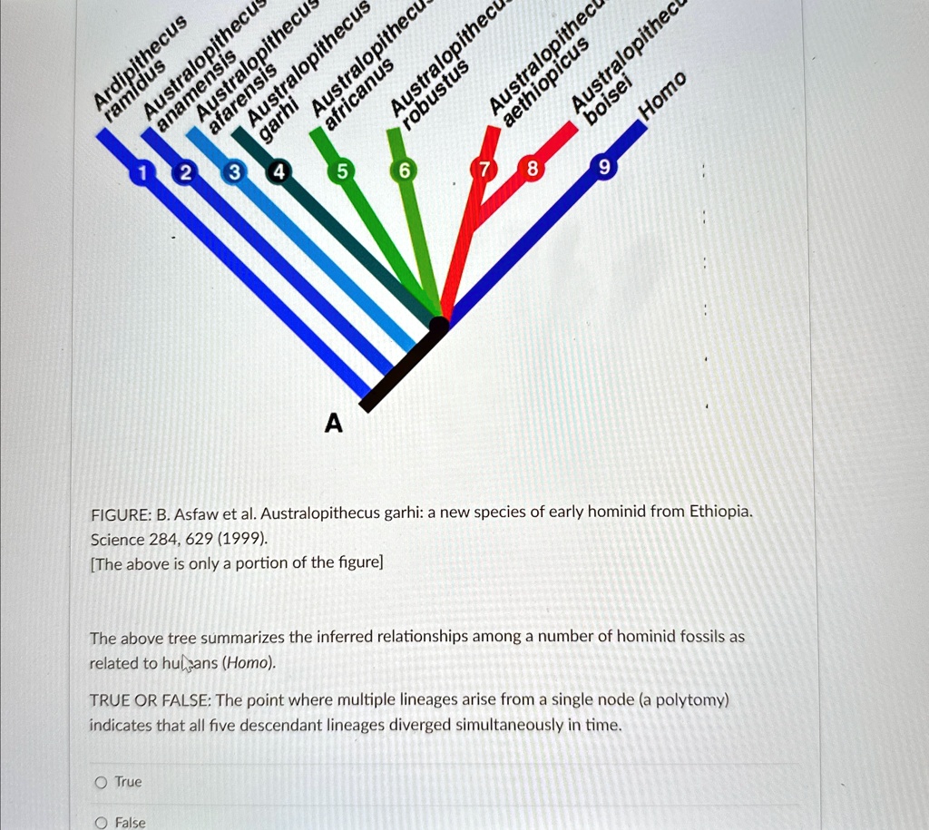 Ardipithecus ramidus Australopithecus anamensis Australopithecus ...