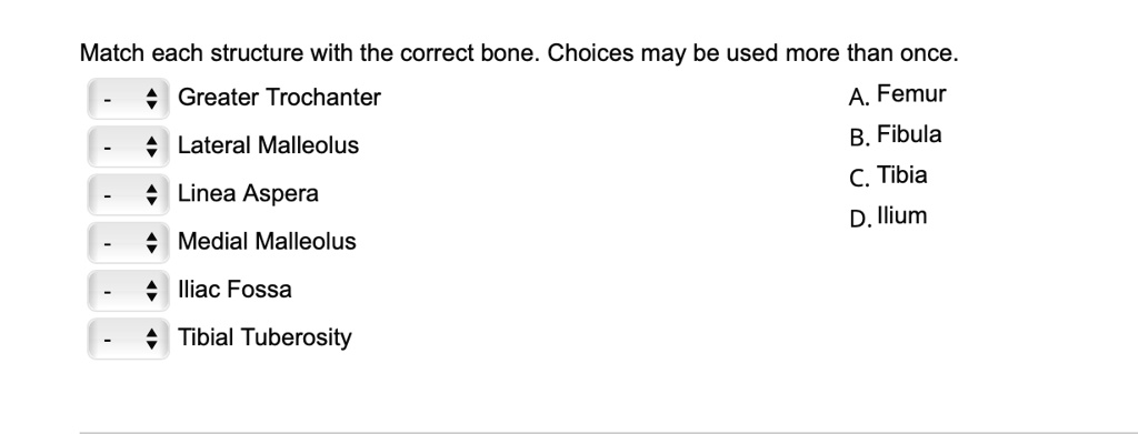 SOLVED: Match each structure with the correct bone. Choices may be used ... SOLVED: Match each structure with the correct bone. Choices may be used ...