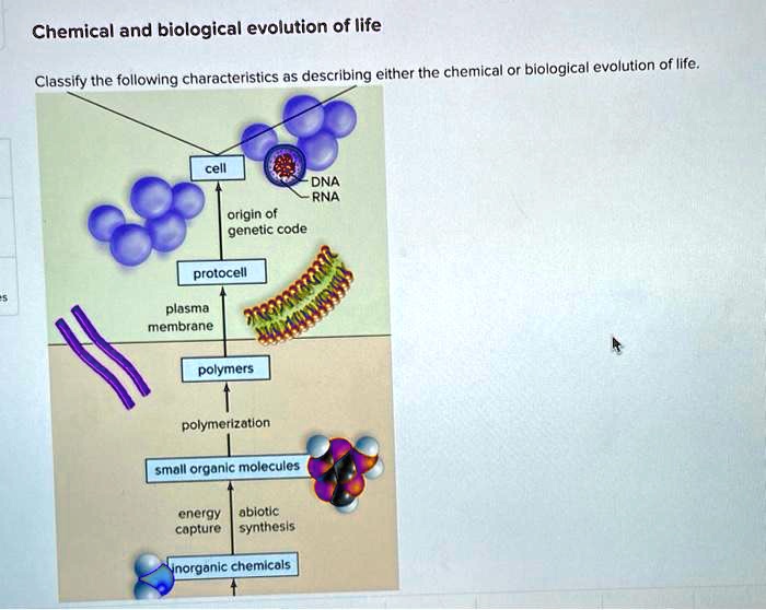 SOLVED: Chemical and biological evolution of life. Classify the ...