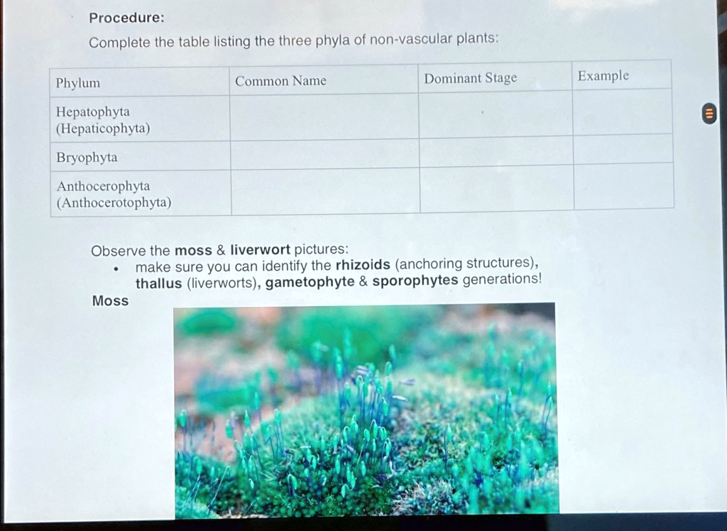 Procedure: Complete the table listing the three phyla of non-vascular ...
