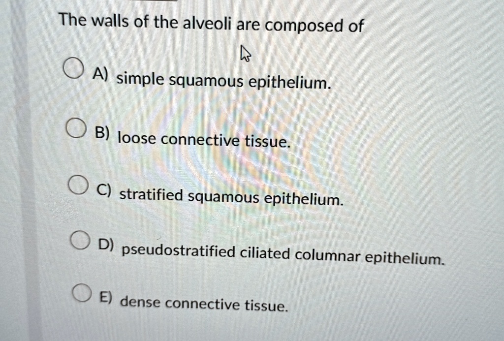the walls of the alveoli are composed of a simple squamous epithelium b loose connective tissue ...