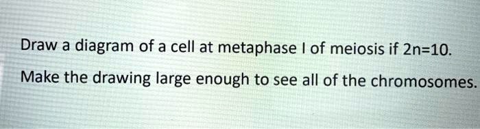 Draw a diagram of a cell at metaphase of meiosis if 2n = 10. Make the ...