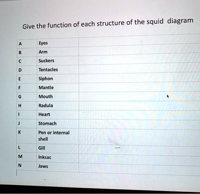 give the function of each structure of the squid diagram eyes arm ...
