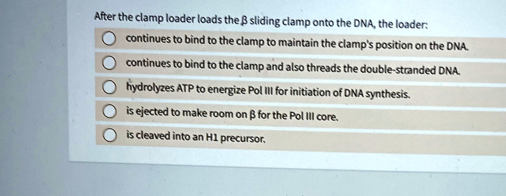 [GET ANSWER] after the clamp loader loads the beta sliding clamp onto ...
