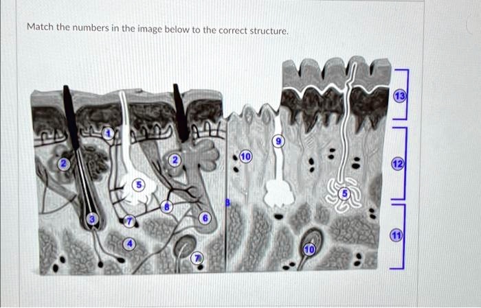 SOLVED: integumentary system what ate the labeled numbers ? label the ...