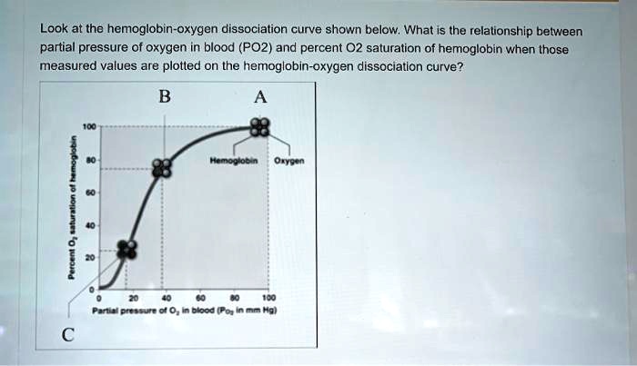SOLVED: Look at the hemoglobin-oxygen dissociation curve shown below ...