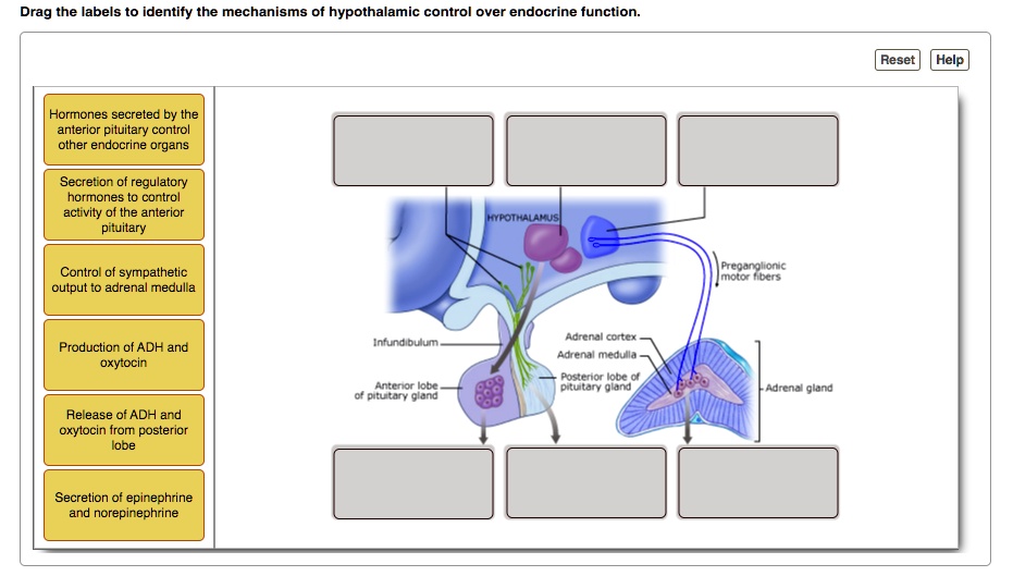SOLVED: Drag the labels to identify the mechanisms of hypothalamic control over endocrine ...