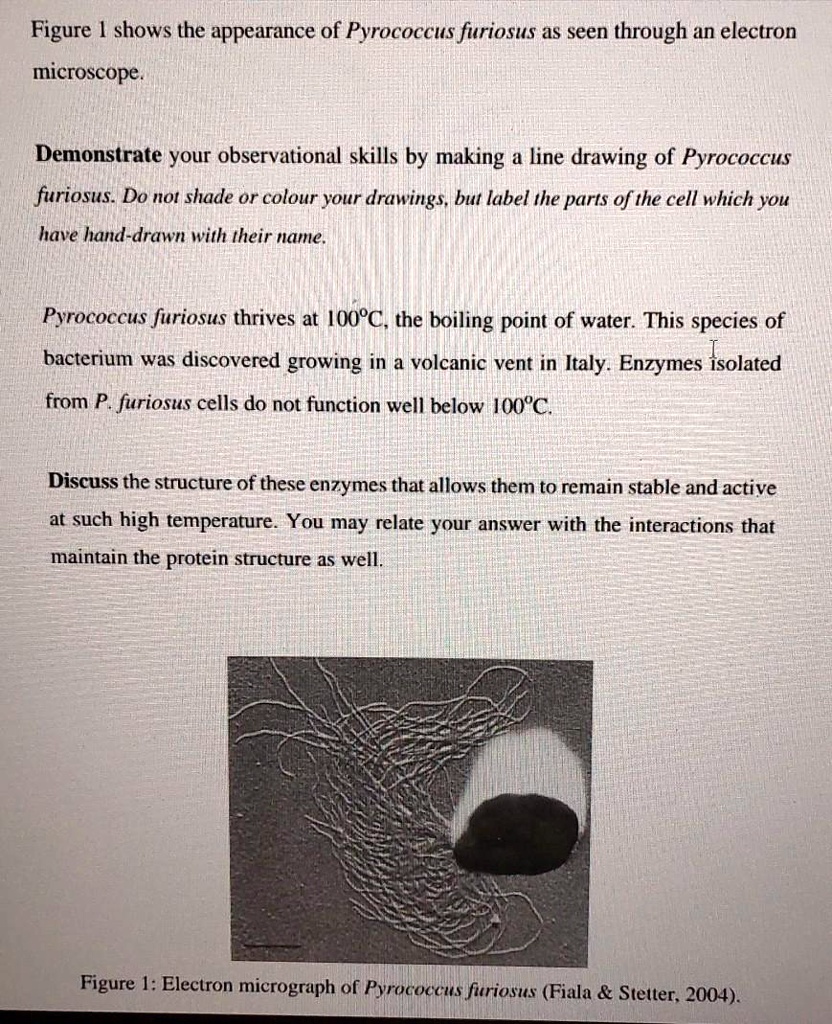 SOLVED:Figure [ shows the appearance of Pyrococcus furiosus as seen ...