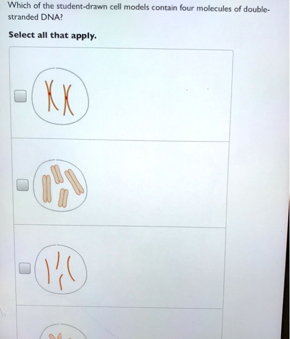 Which of the student-drawn cell models contain four...