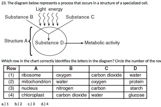 SOLVED: 23. The diagram below represents a process that occurs in the structure of a specialized ...