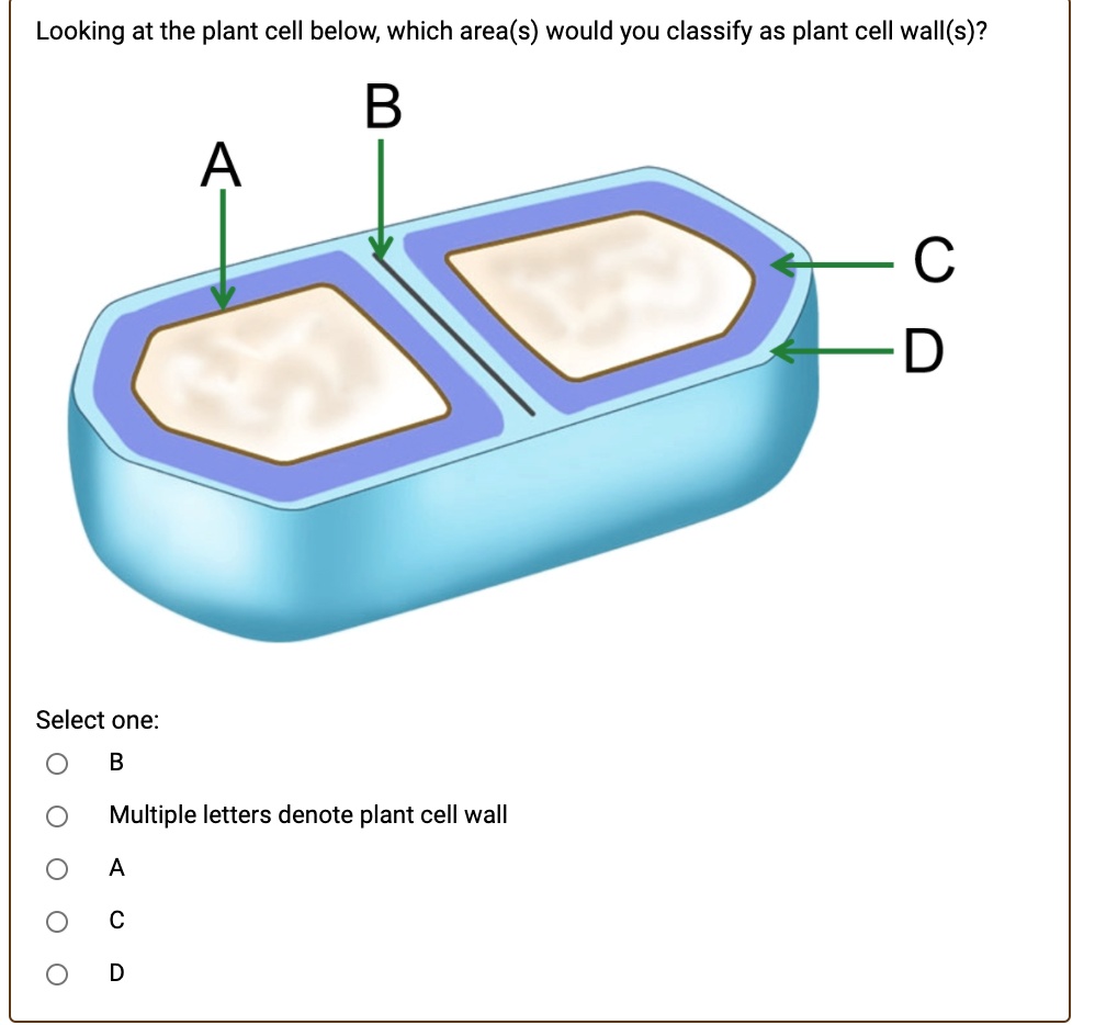 Looking at the plant cell below; which area(s) would you classify as ...
