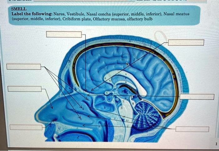 smell label the following nares vestibule nasal concha superior middle ...