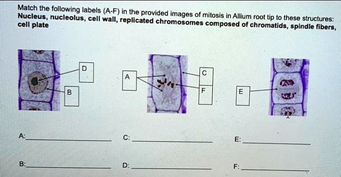 SOLVED: Match the following labels (A-F) in the provided Nucleus ...