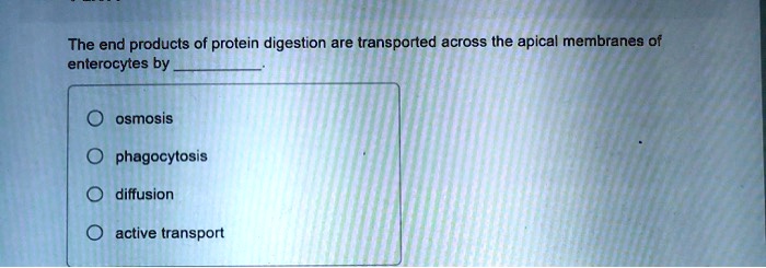 The end products of protein digestion are transported across the apical ...