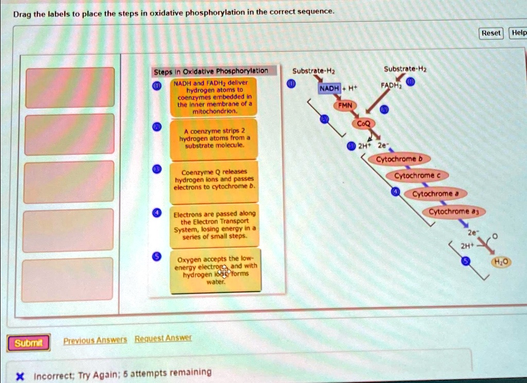 Drag the labels to place the steps in oxidative phosphorylation in the ...