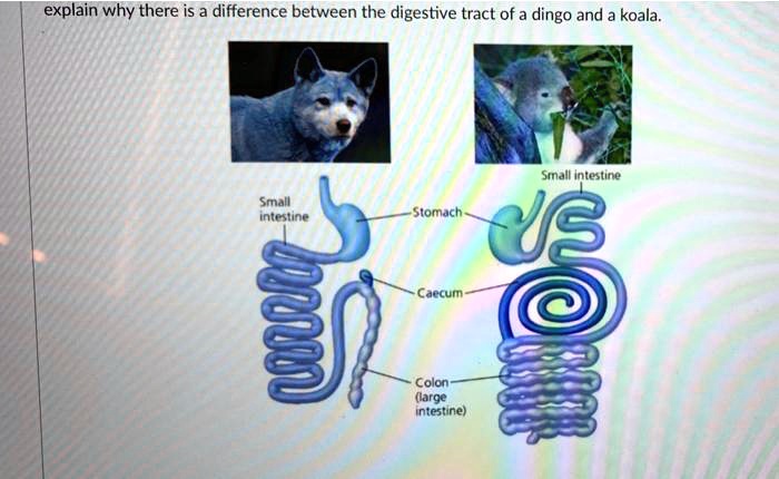 SOLVED: explain why there is a difference between the digestive tract ...
