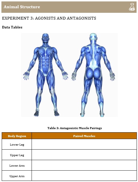 SOLVED: Text: Animal Structure EXPERIMENT 3: AGONISTS AND ANTAGONISTS ...